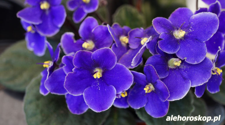 Fiołek - horoskop Kwiatowy Fiołek | horoskop - Horoskop online