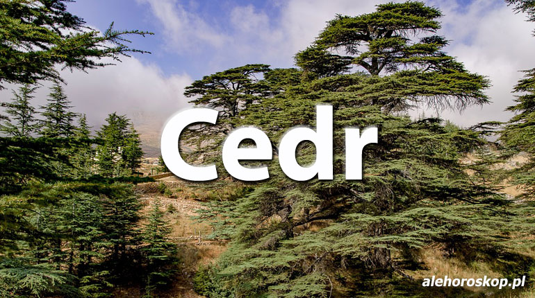 Cedr | Horoskop celtycki Cedr | Horoskop online